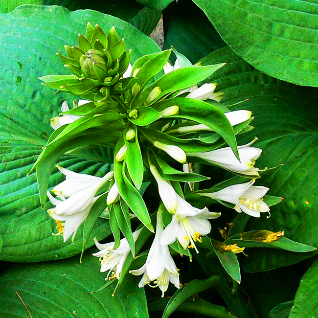 Elegans Hosta | The Tree Center™