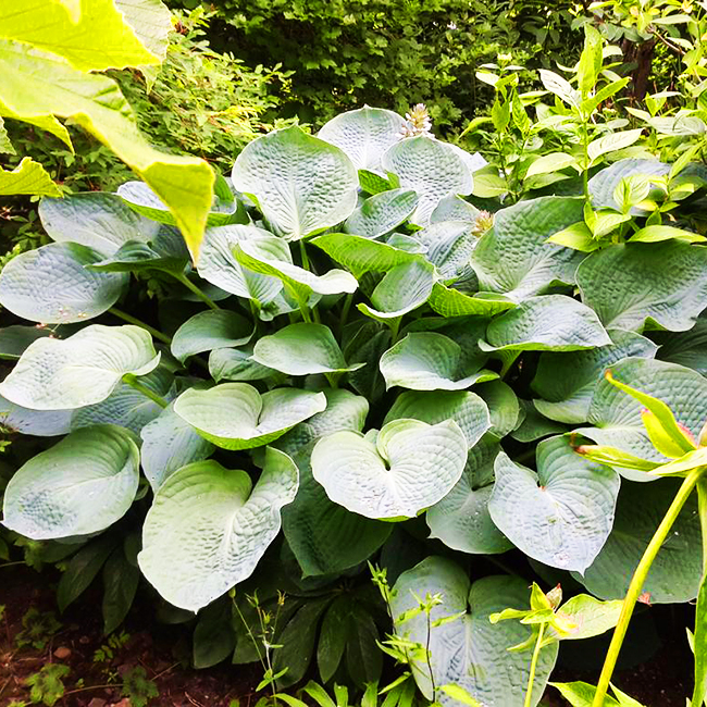 Elegans Hosta | The Tree Center™