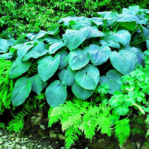 Elegans Hosta: Slug-Resistant, Blue Leaf Perennial | The Tree Center