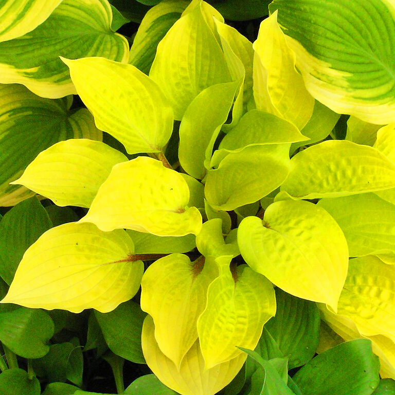 Fire Island Hosta For Sale Online | The Tree Center