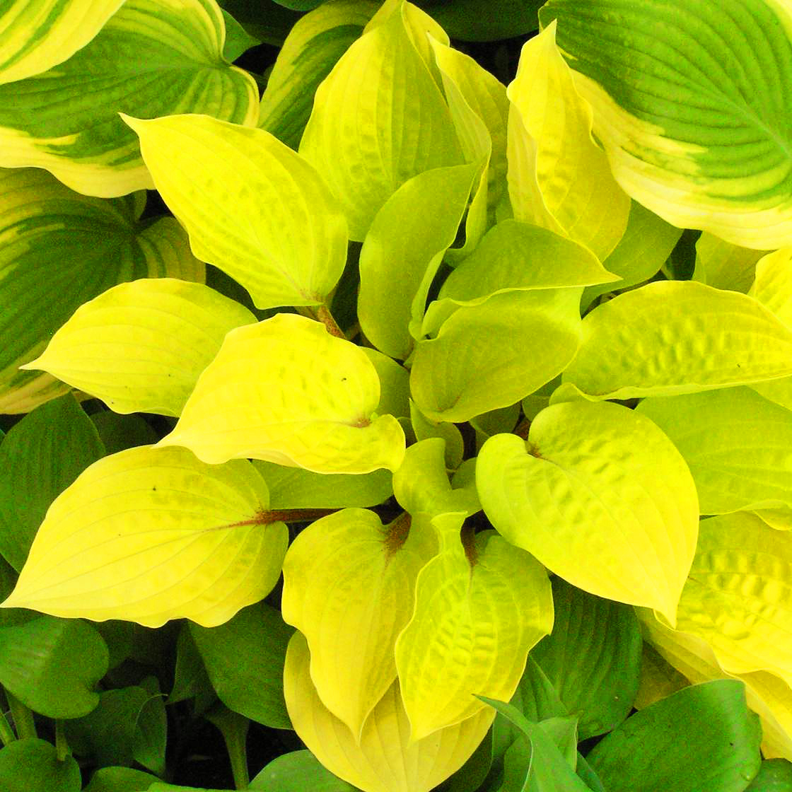 Fire Island Hosta For Sale Online | The Tree Center