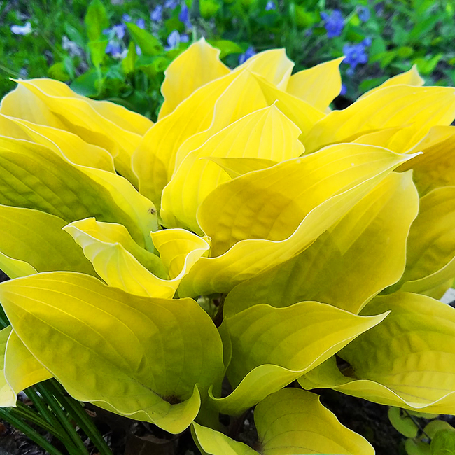 Fire Island Hosta For Sale Online | The Tree Center