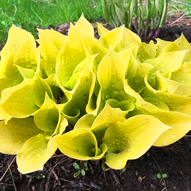 Fire Island Hosta For Sale Online | The Tree Center