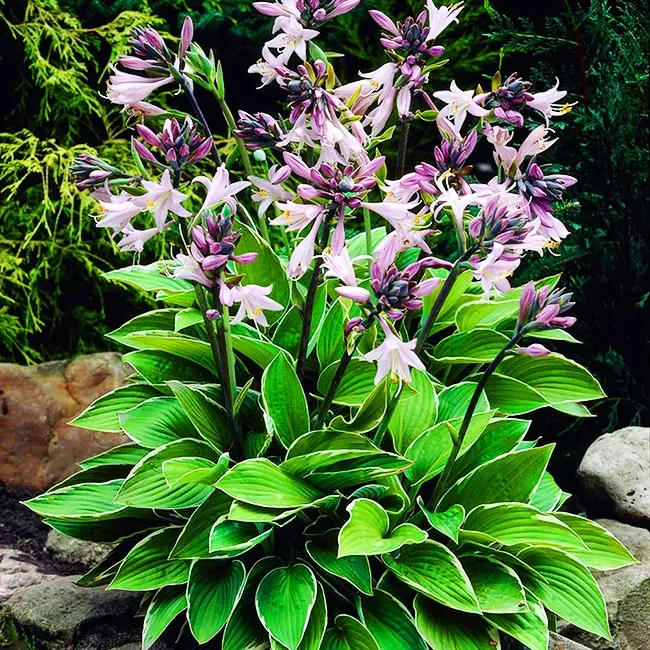 Francee Hosta: Shade-Loving Perennial | The Tree Center