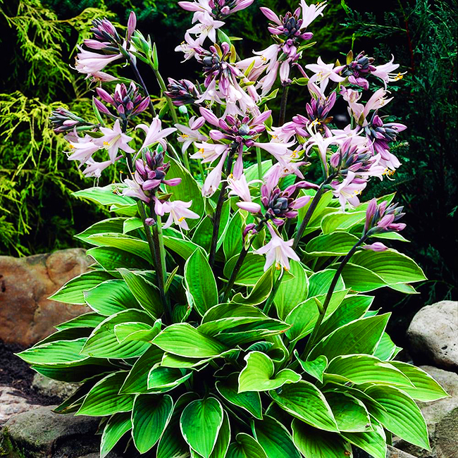 Francee Hosta | The Tree Center™
