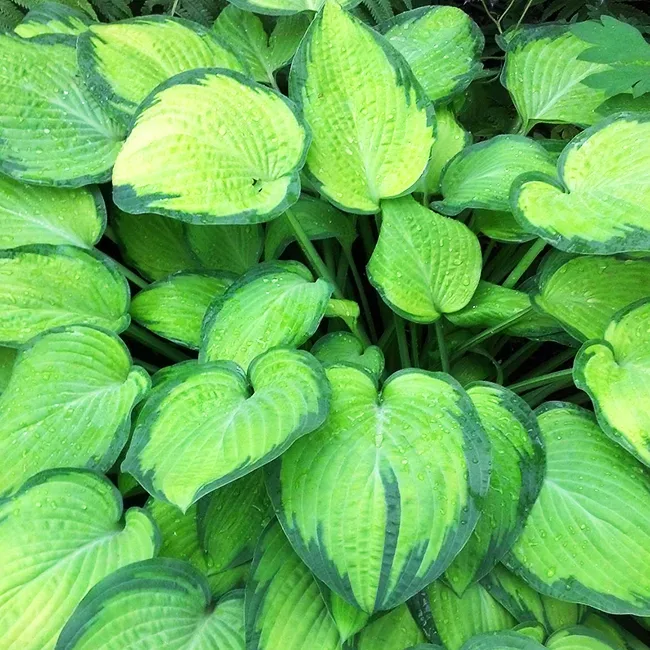 Frances Williams Hosta: Large, Variegated Leaf Perennial | The Tree Center
