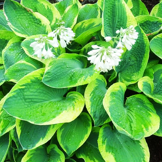 Frances Williams Hosta | The Tree Center™
