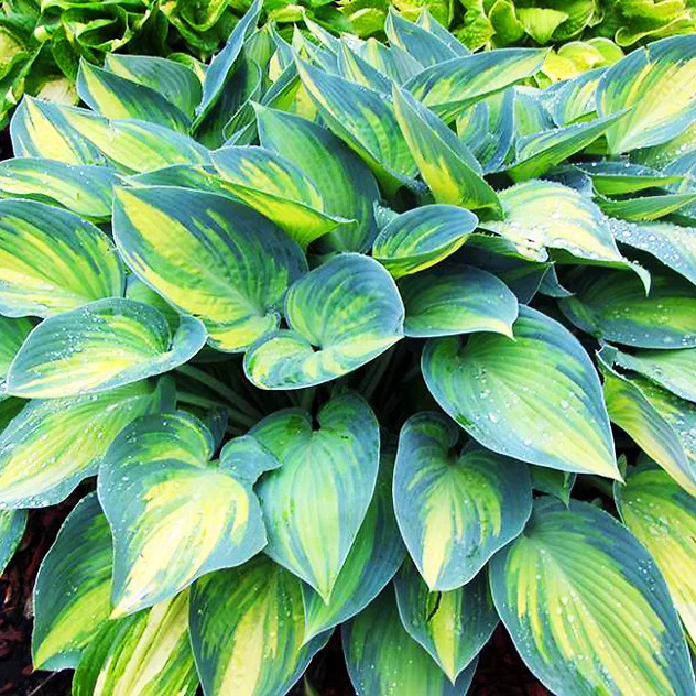 June Hosta - Colorful Perennial Plant | The Tree Center