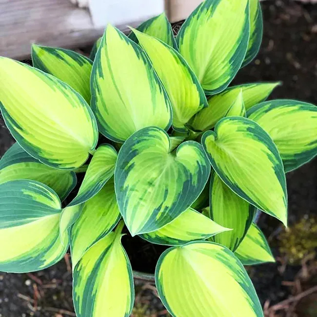 June Hosta - Colorful Perennial Plant | The Tree Center