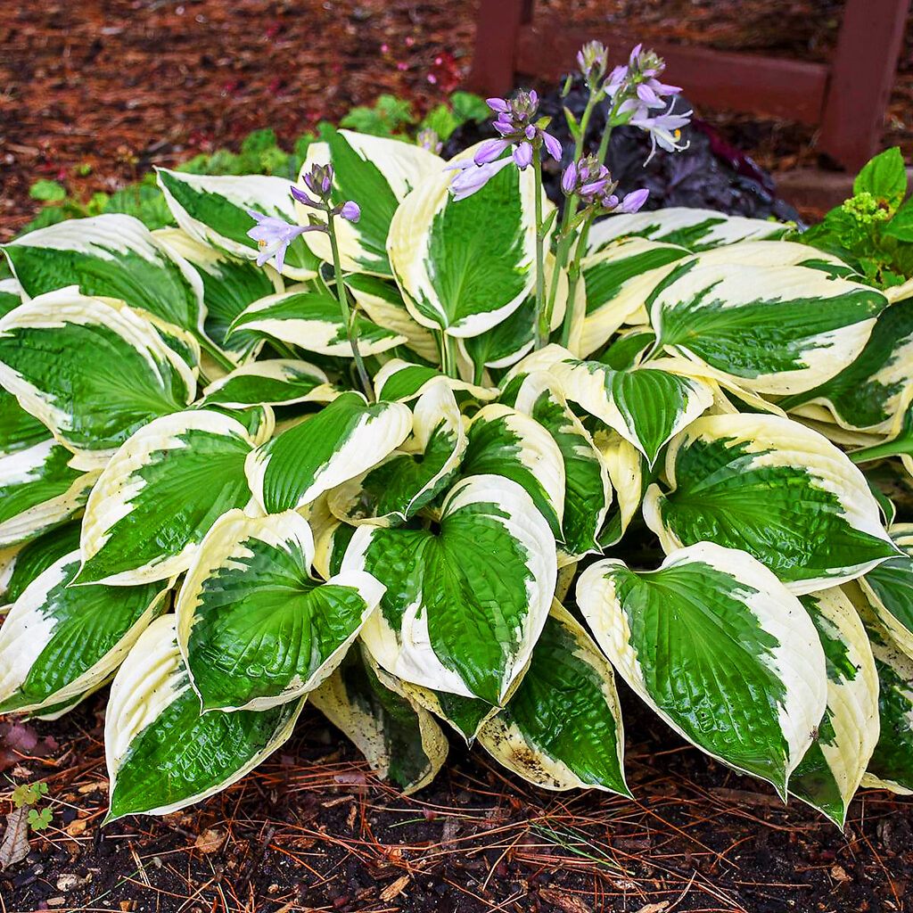 Patriot Hosta - Perfect Shade Plant | The Tree Center