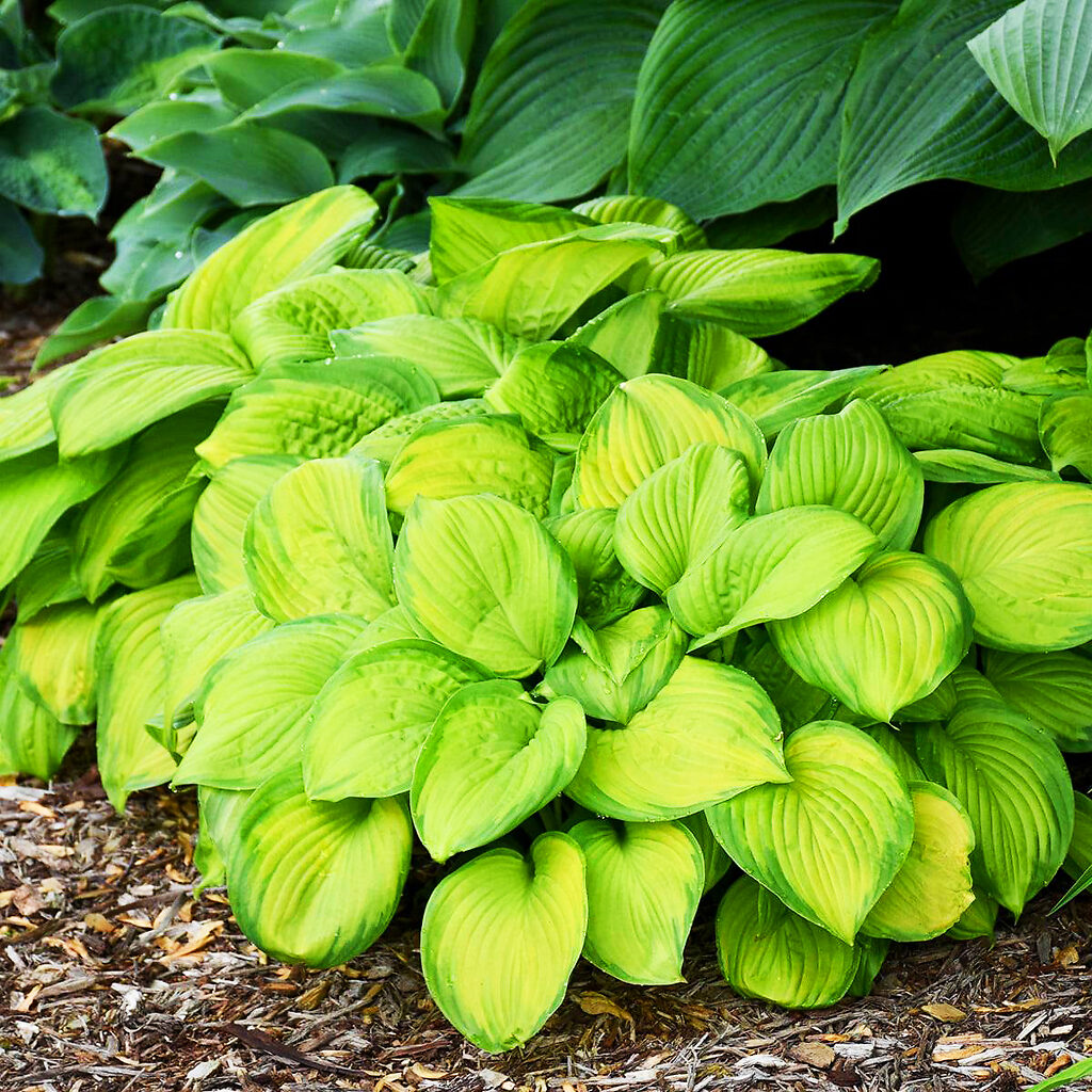 Unique Stained Glass Hosta - The Tree Center