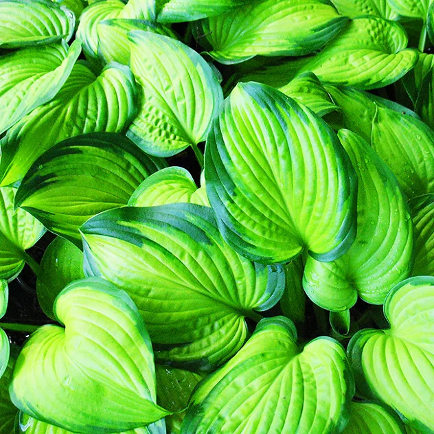 Unique Stained Glass Hosta - The Tree Center