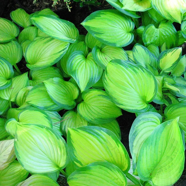 Unique Stained Glass Hosta - The Tree Center