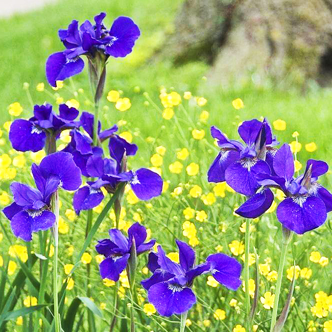 Caesars Brother Iris For Sale Online | The Tree Center
