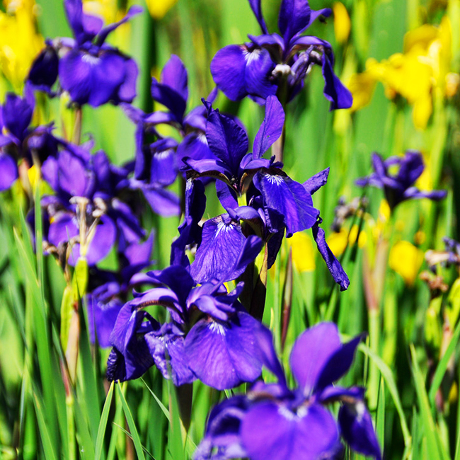 Caesars Brother Iris For Sale Online | The Tree Center
