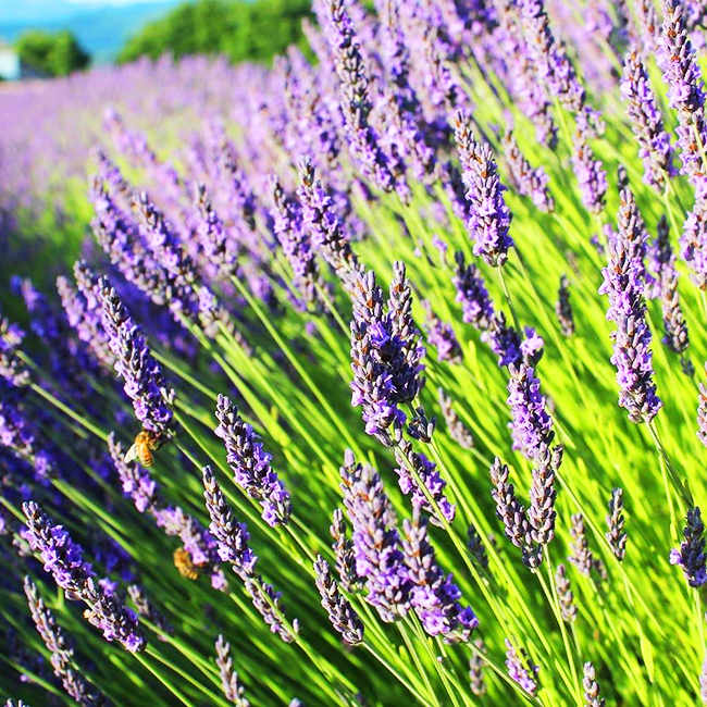 Grosso Lavender | The Tree Center™