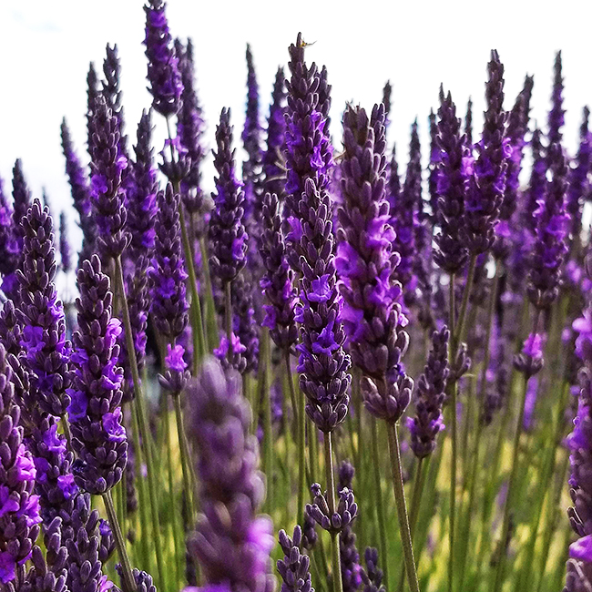 Grosso Lavender | The Tree Center™