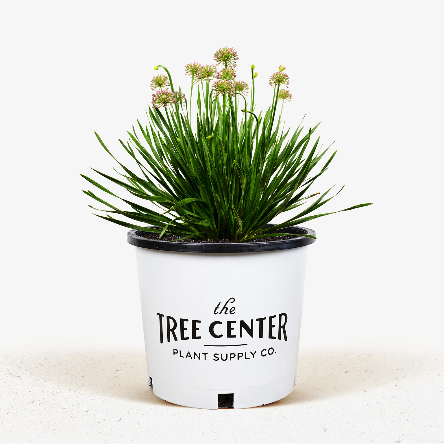 'Millenium' Allium For Sale Online | The Tree Center
