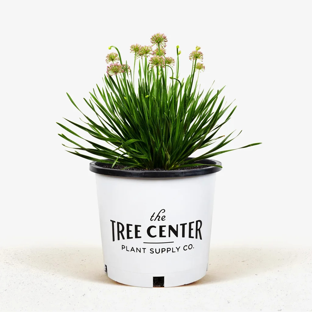 'Millenium' Allium For Sale Online | The Tree Center