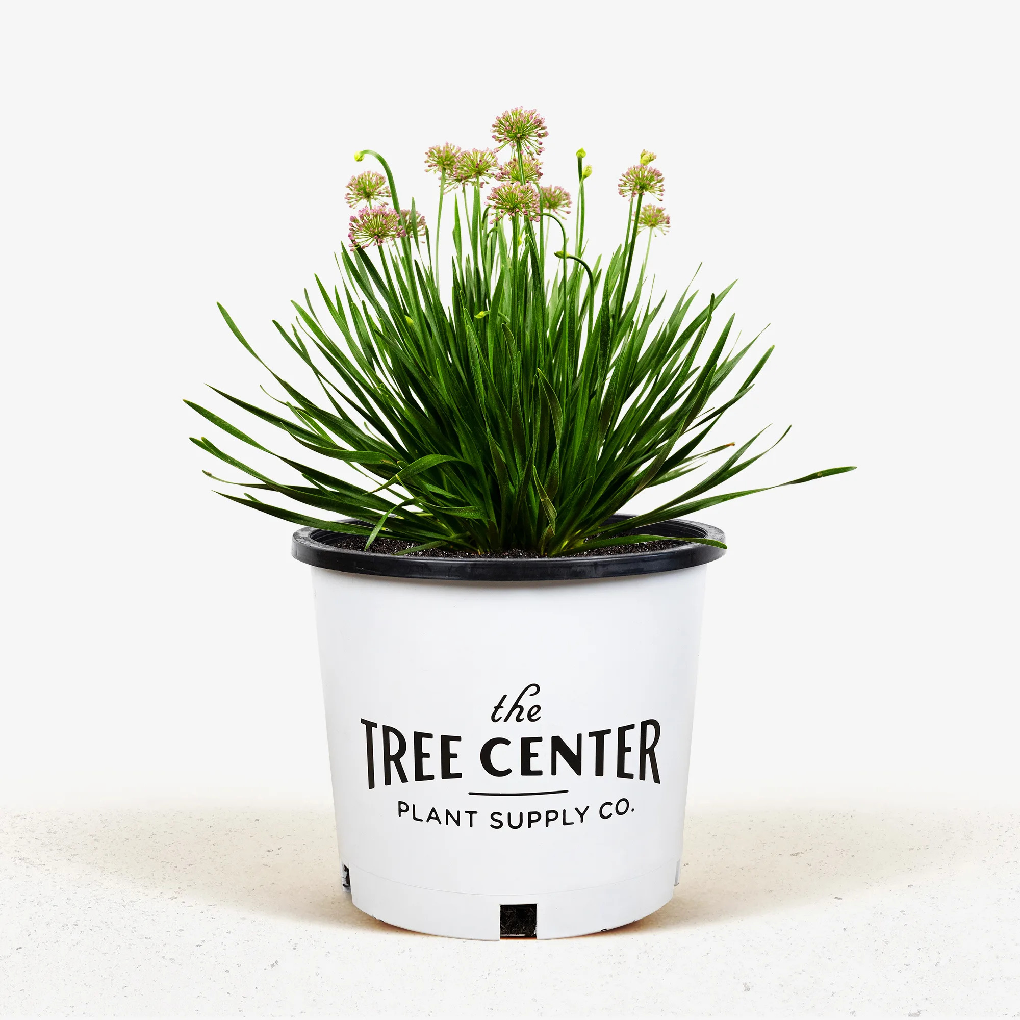 'Millenium' Allium For Sale Online | The Tree Center