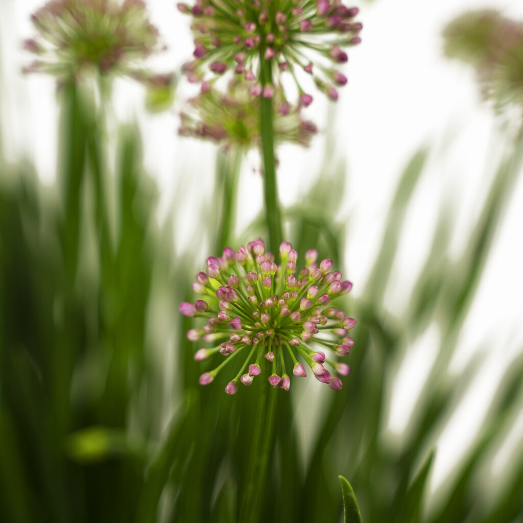 'Millenium' Allium For Sale Online | The Tree Center