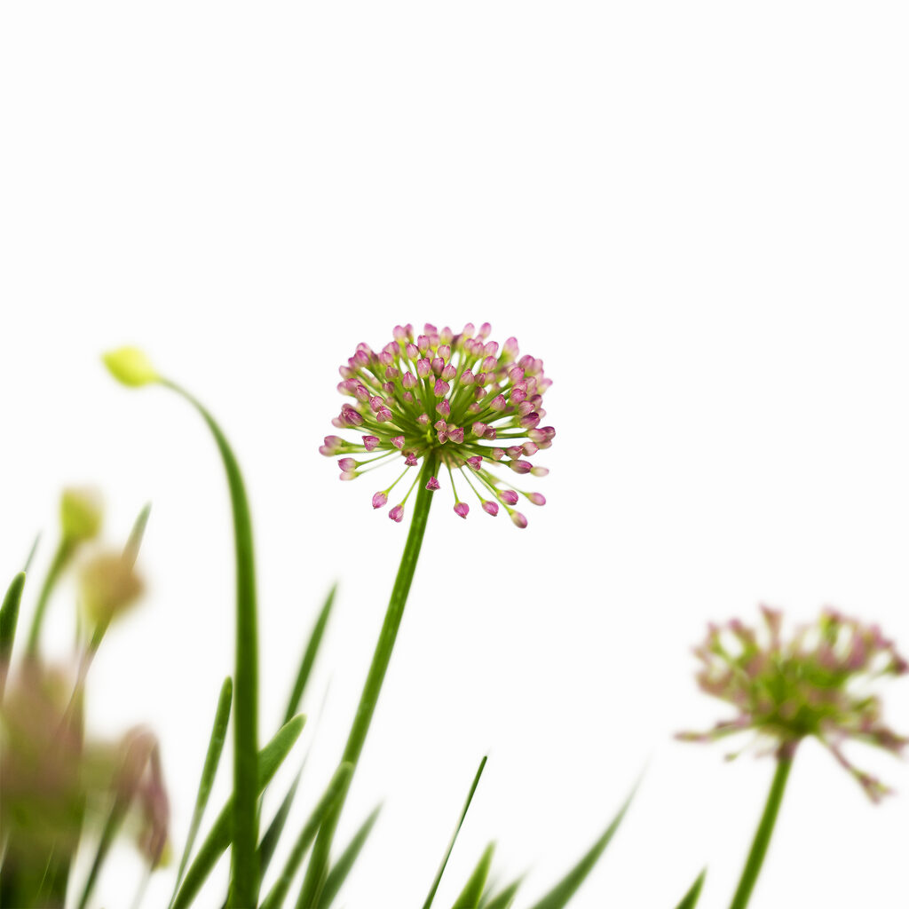 'Millenium' Allium For Sale Online | The Tree Center