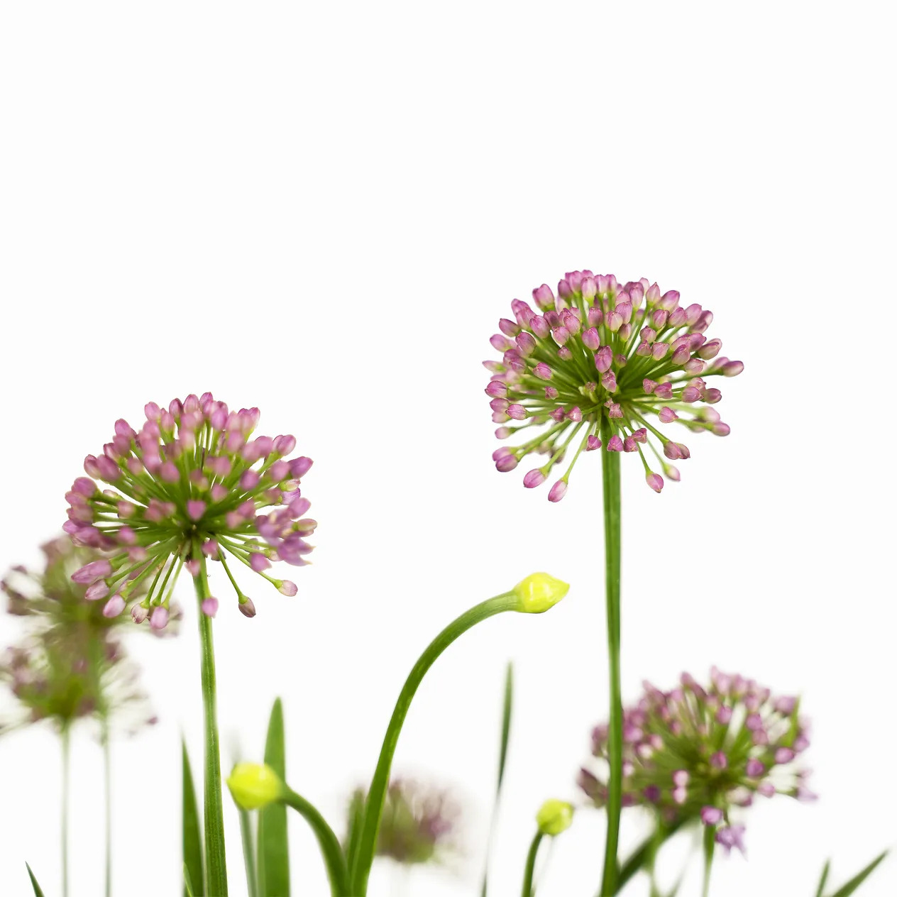 'Millenium' Allium For Sale Online | The Tree Center