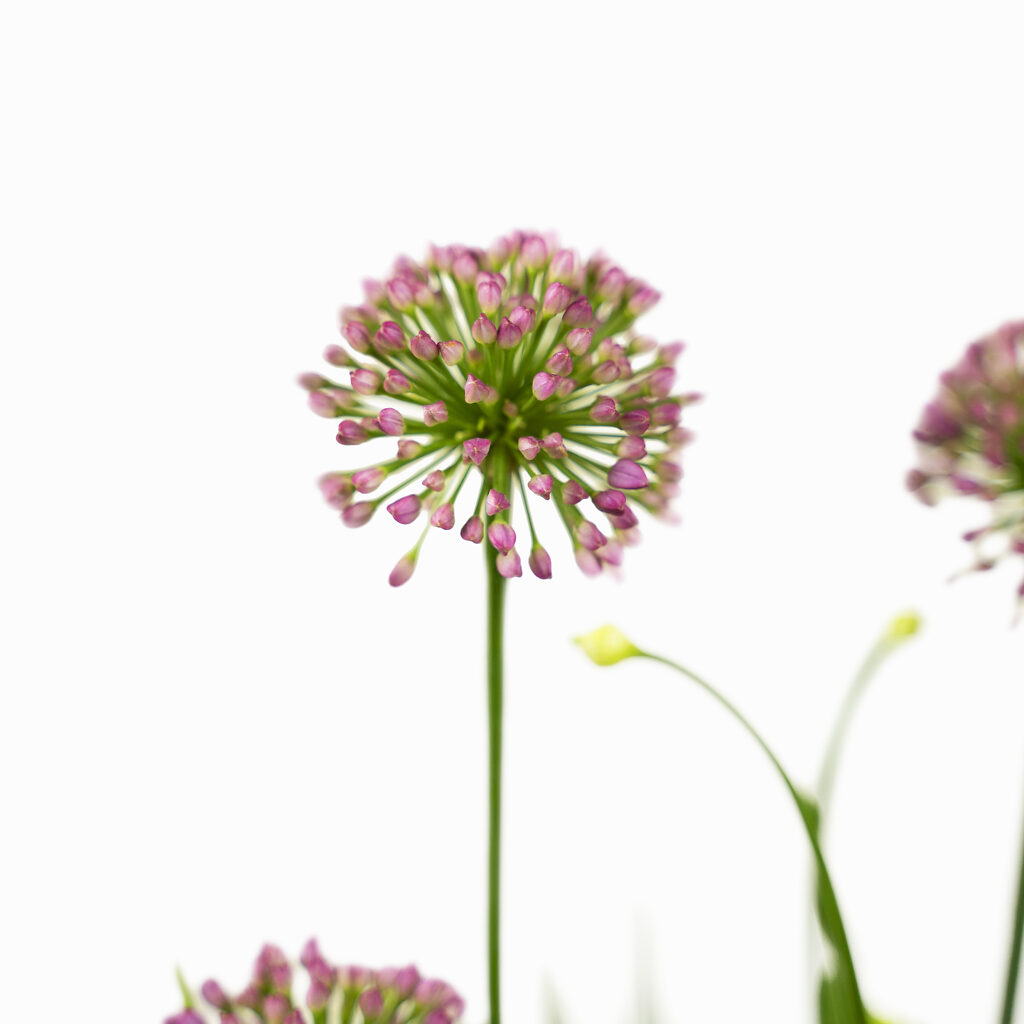 'Millenium' Allium For Sale Online | The Tree Center