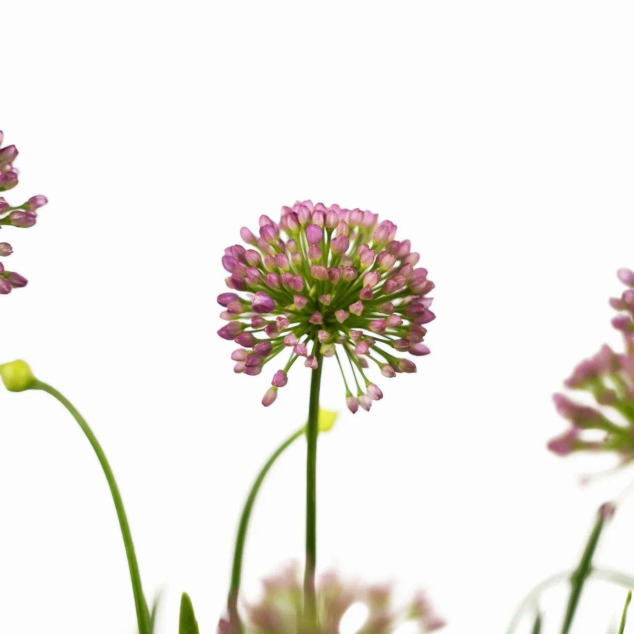 'Millenium' Allium For Sale Online | The Tree Center