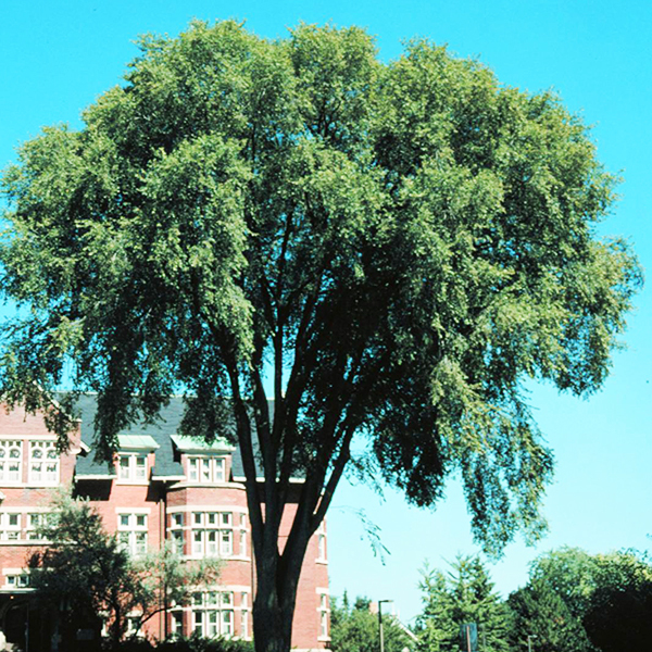 New Harmony American Elm For Sale Online | The Tree Center