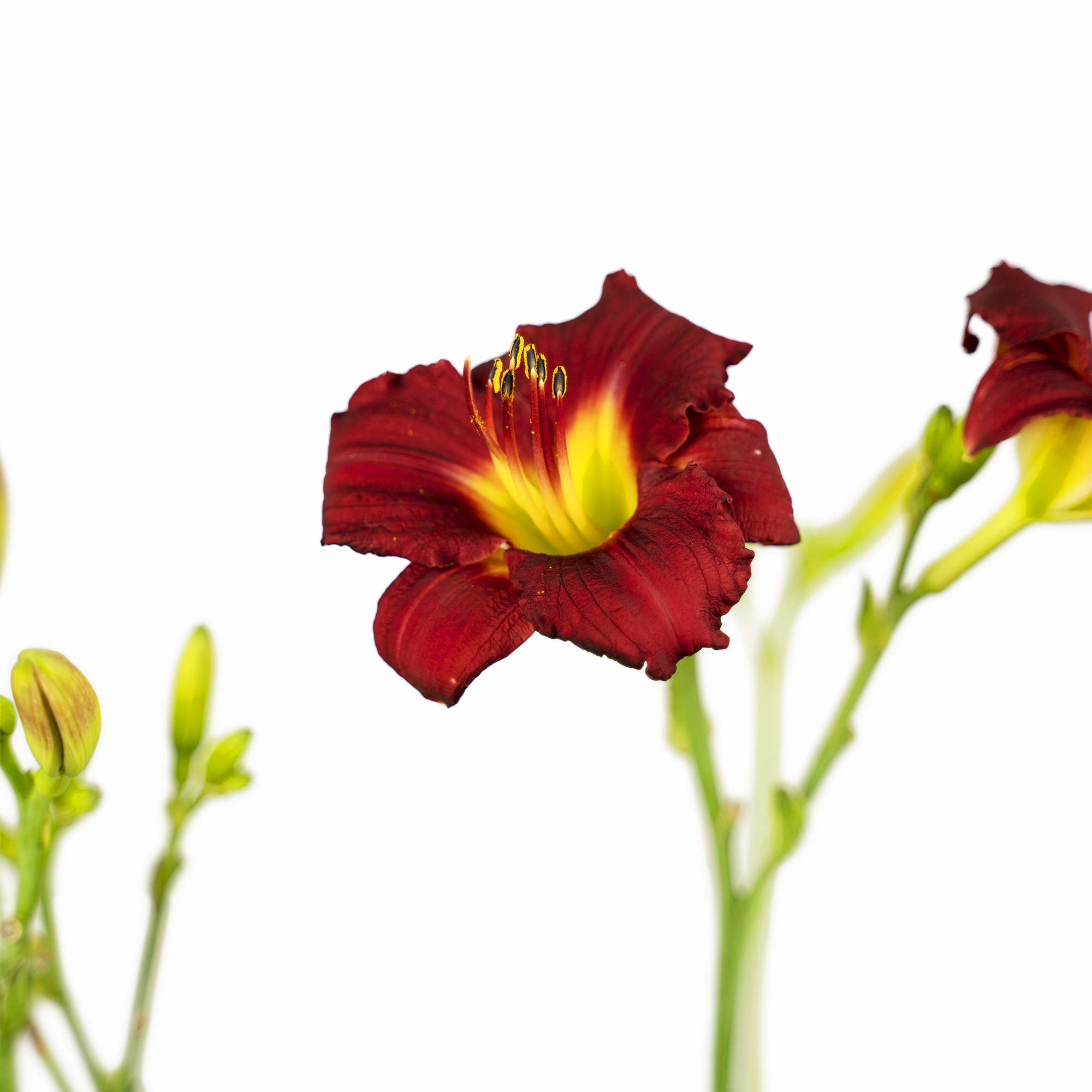 Pardon Me Daylily For Sale Online | The Tree Center