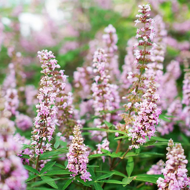 Pink Pinnacle Chaste Tree For Sale Online | The Tree Center