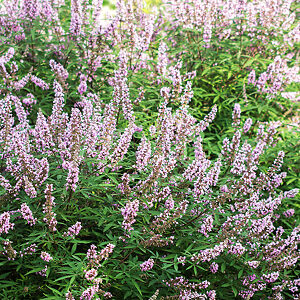 Pink Pinnacle Chaste Tree For Sale Online | The Tree Center