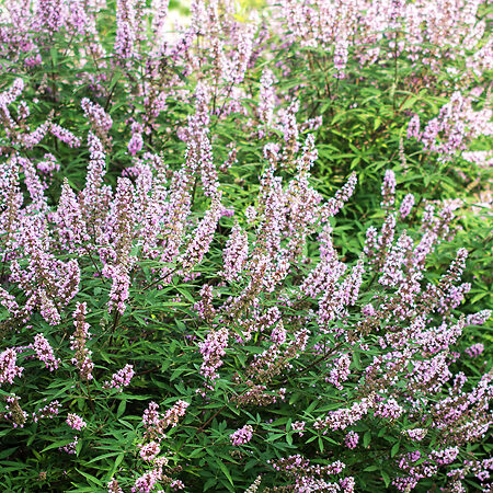 Pink Pinnacle Chaste Tree For Sale Online | The Tree Center