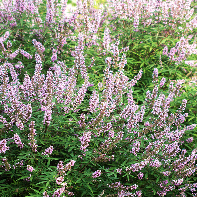 Pink Pinnacle Chaste Tree For Sale Online | The Tree Center