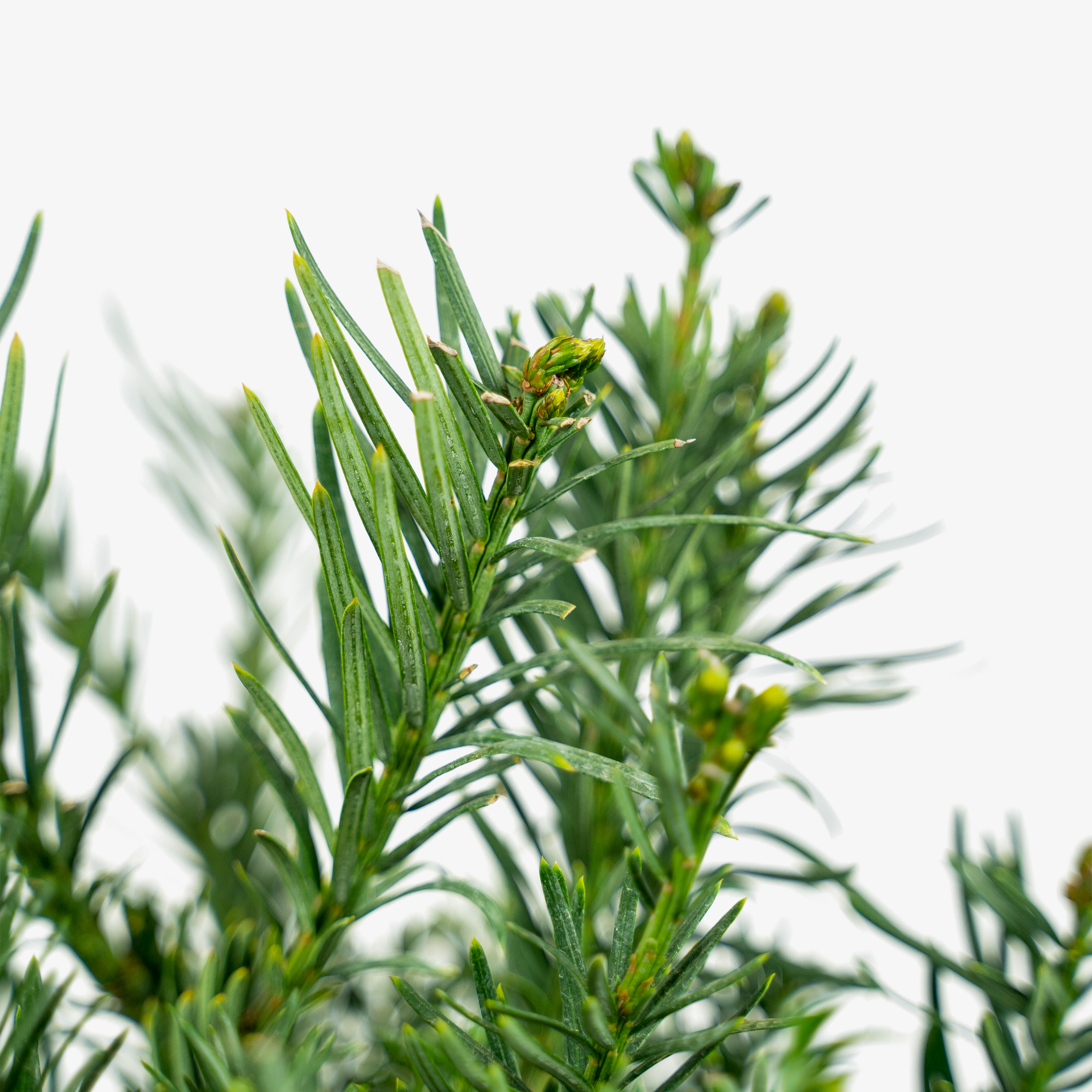 Yewtopia Plum Yew For Sale Online | The Tree Center