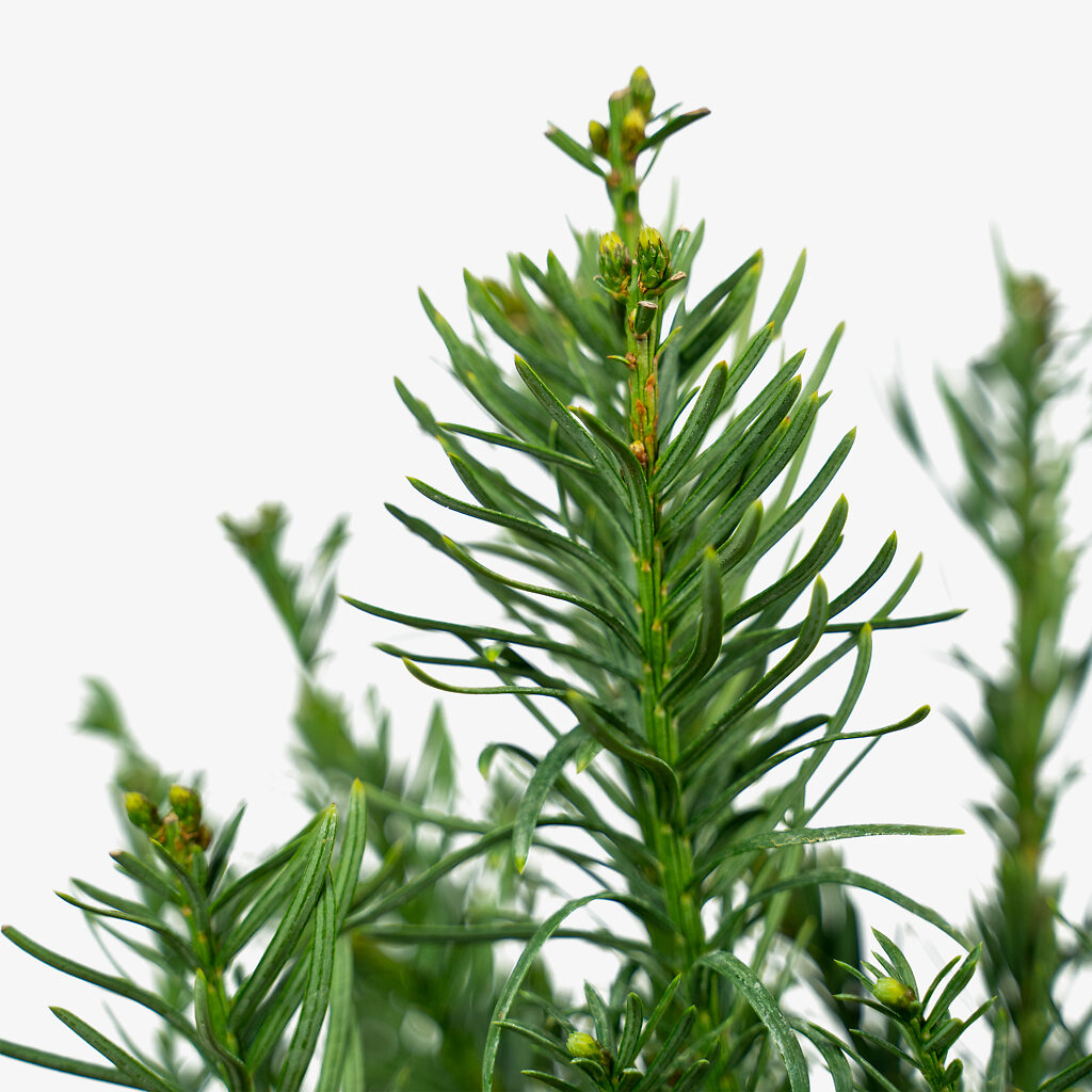 Yewtopia Plum Yew For Sale Online | The Tree Center
