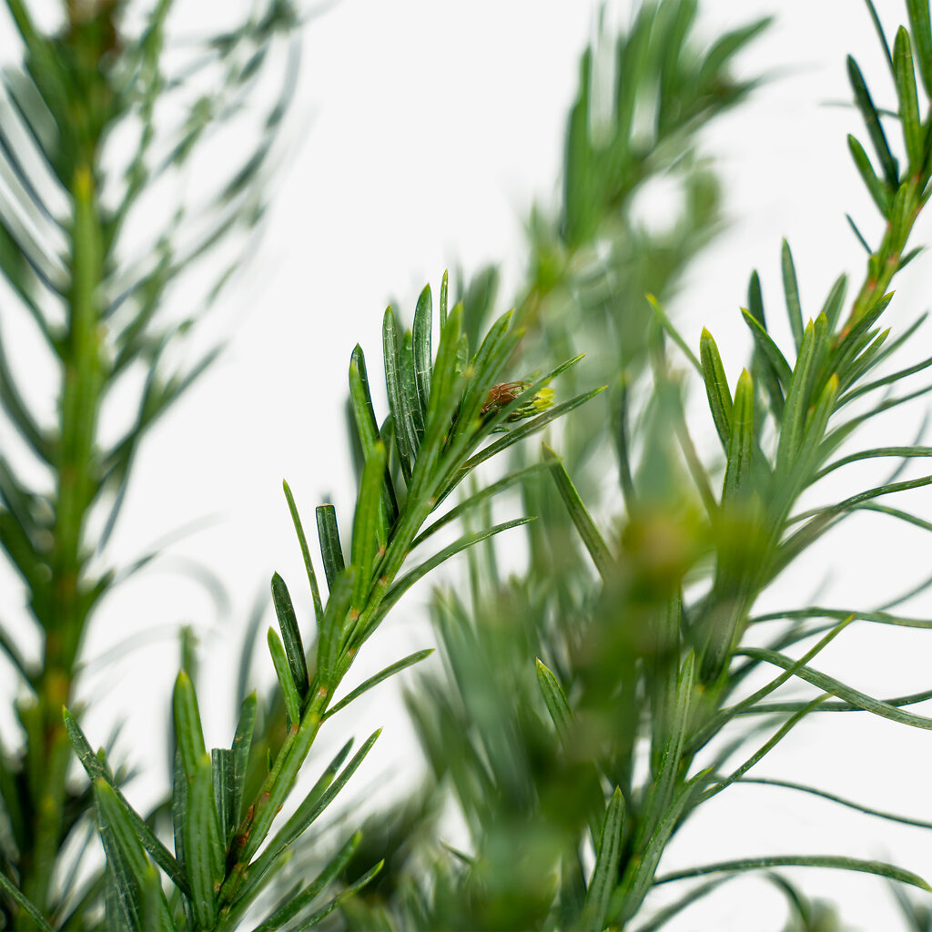 Yewtopia Plum Yew For Sale Online | The Tree Center