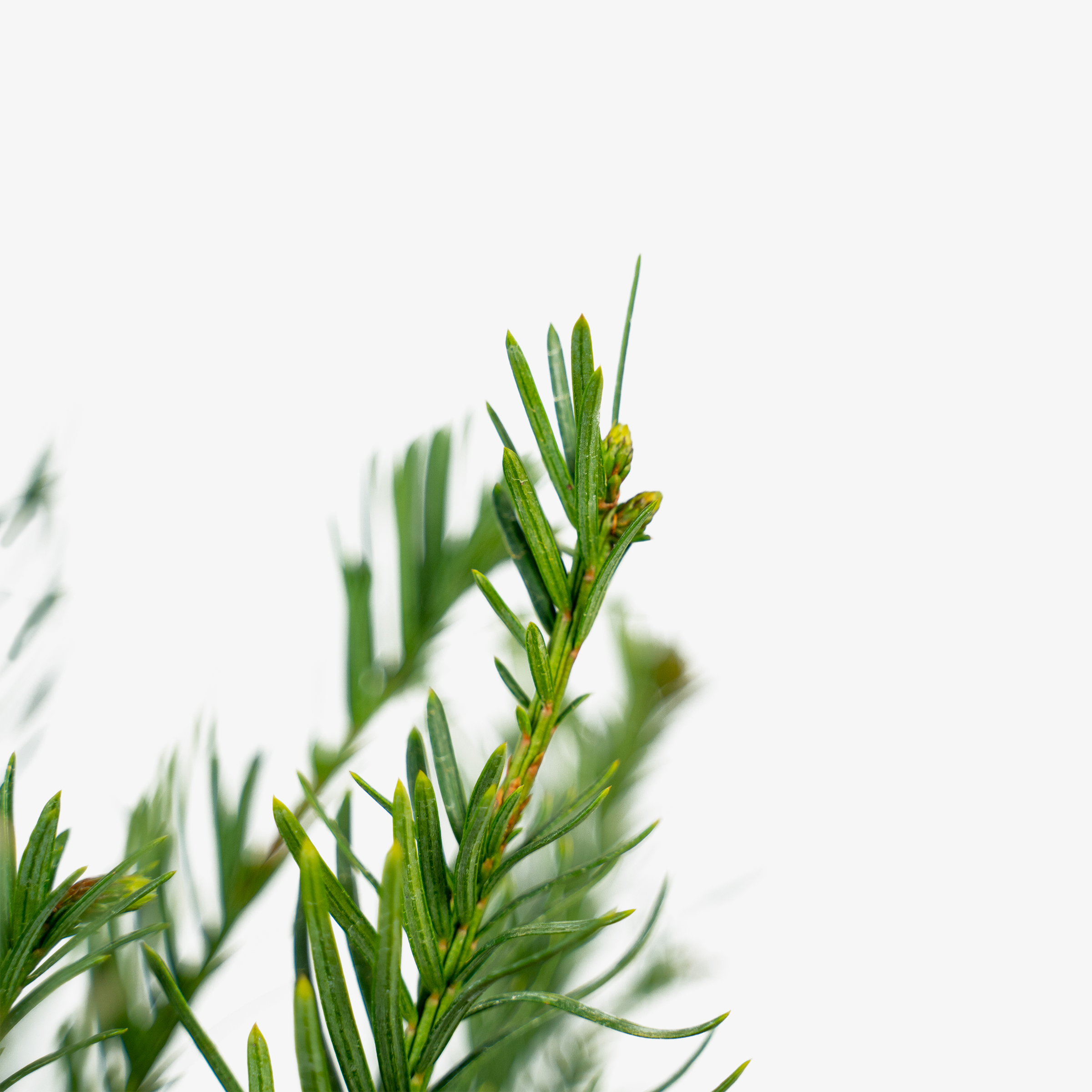Yewtopia Plum Yew For Sale Online | The Tree Center