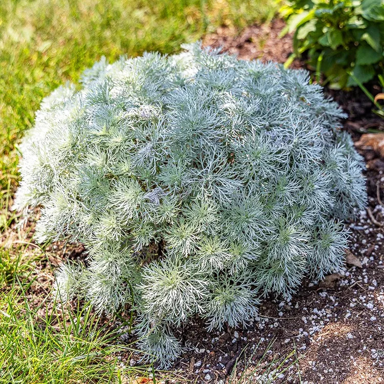 Silver Mound Wormwood Artemesia For Sale Online | The Tree Center