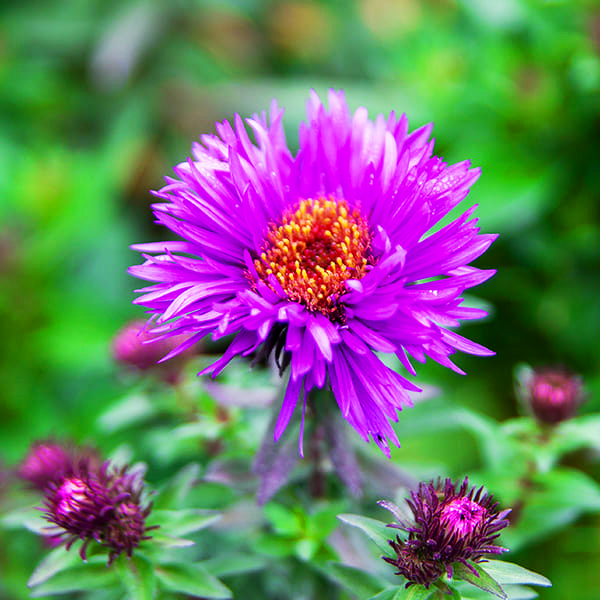 Purple Dome New England Aster For Sale Online | The Tree Center