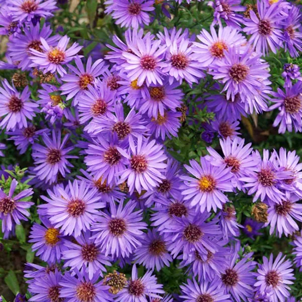 Woods Purple Aster - Fall Blooming Perennial | The Tree Center