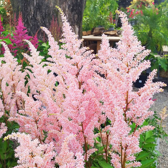 Peach Blossom Astilbe For Sale Online | The Tree Center