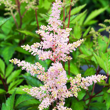 Peach Blossom Astilbe For Sale Online | The Tree Center