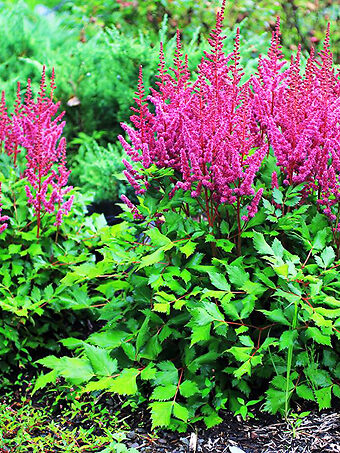 Astilbe – The Tree Center