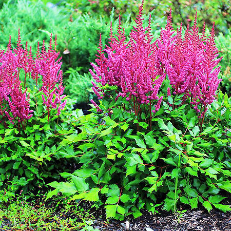 Vision In Red Astilbe For Sale Online | The Tree Center