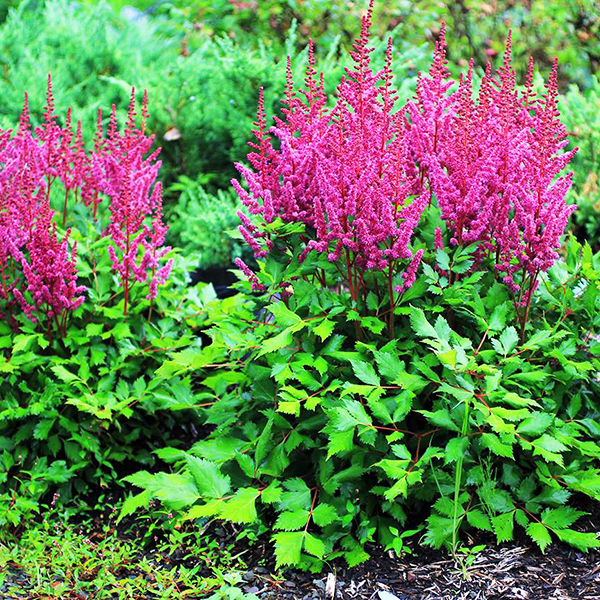 Vision In Red Astilbe For Sale Online | The Tree Center