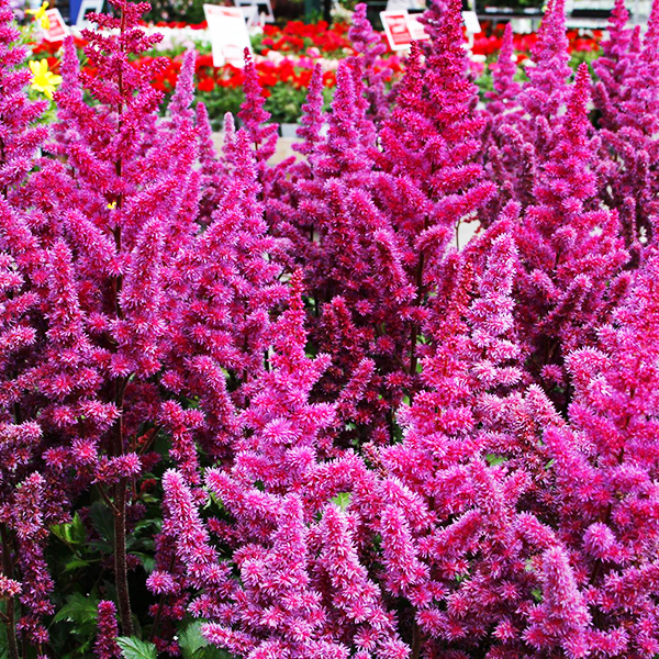 Vision In Red Astilbe For Sale Online | The Tree Center