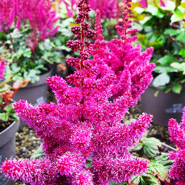 Vision In Red Astilbe For Sale Online | The Tree Center