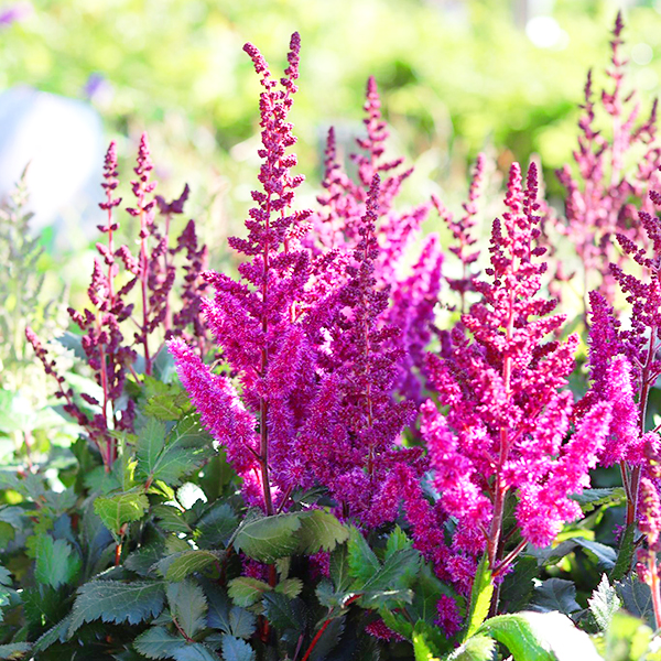 Vision In Red Astilbe For Sale Online | The Tree Center